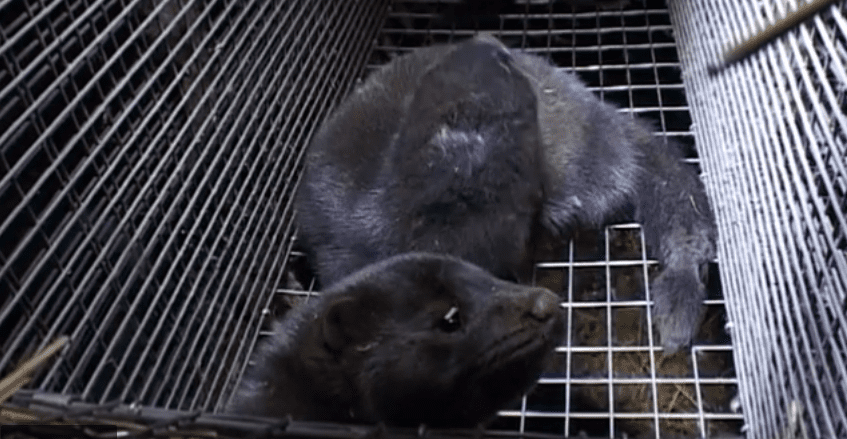 North Jutland waste company wants to burn Denmark's culled coronavirus ...