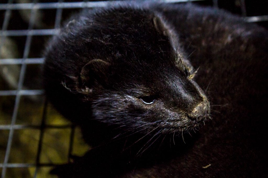 CDC: possible reverse zoonosis in Michigan mink farm coronavirus ...