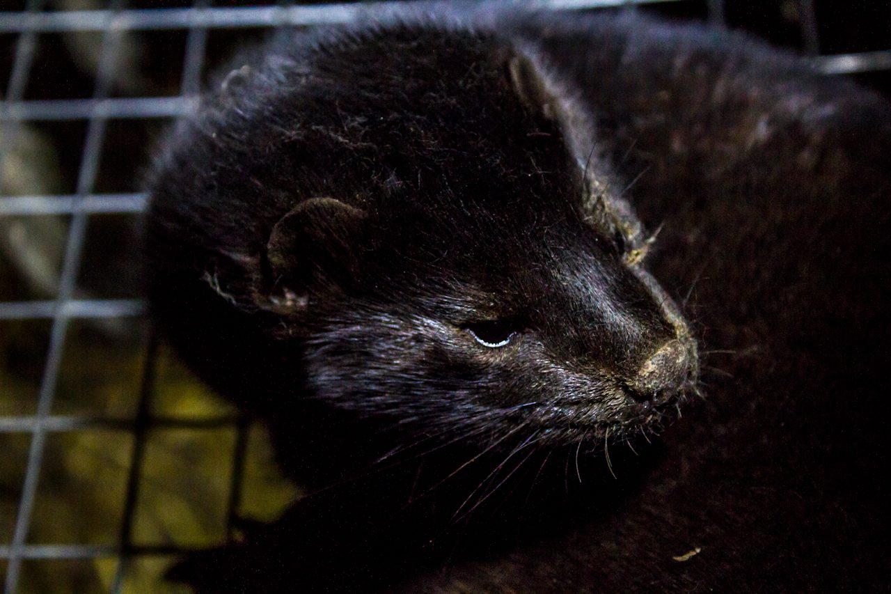 CDC: possible reverse zoonosis in Michigan mink farm coronavirus ...